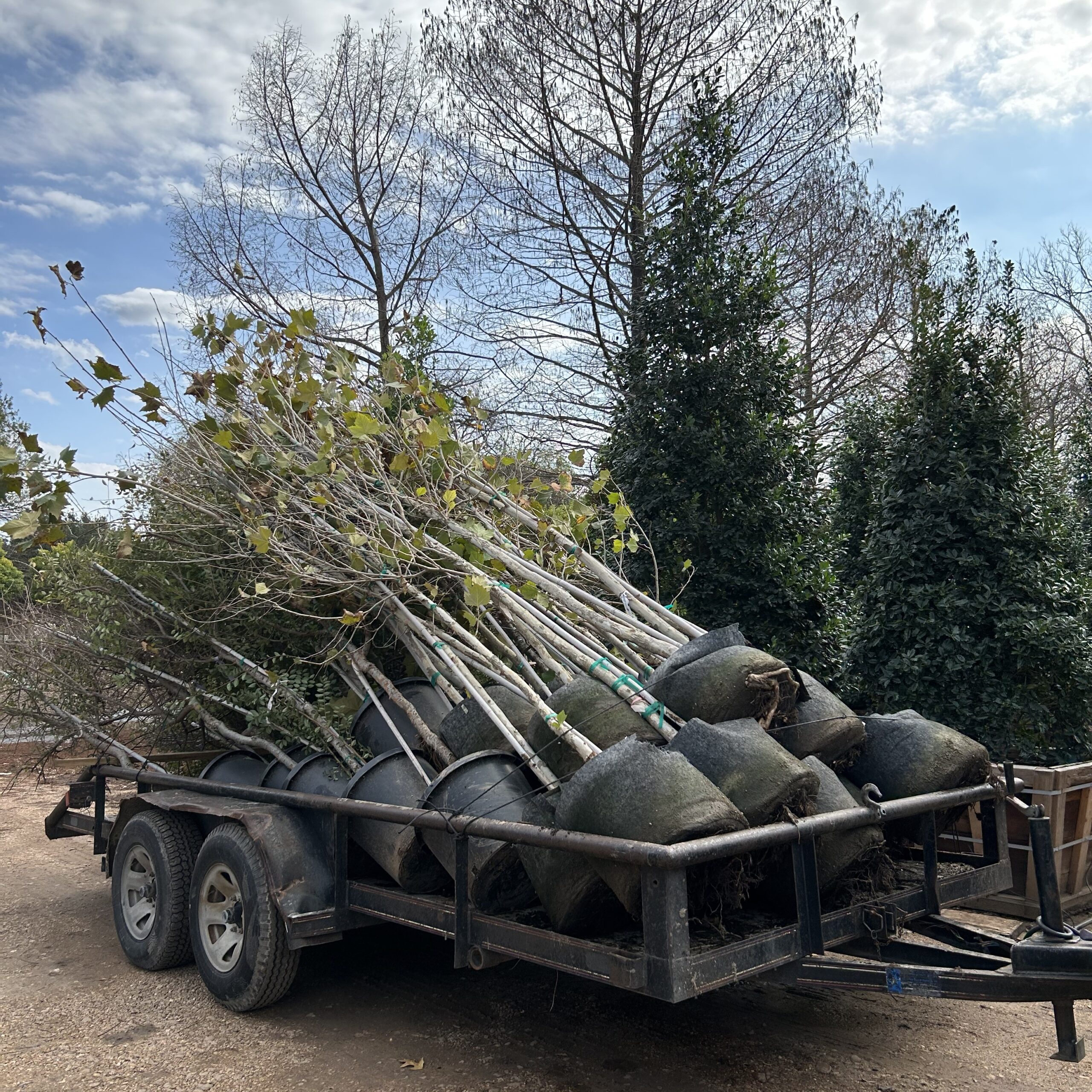 1 Million trees across texas - Scenic Texas