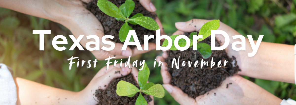 1 Million trees across texas - Scenic Texas